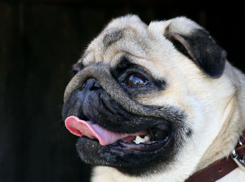 Funy smiling white pug dog stock photo. Image of sunny - 43509234