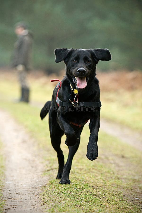 Funzionamento Del Cane Nero Fotografia Stock - Immagine di sprint ...