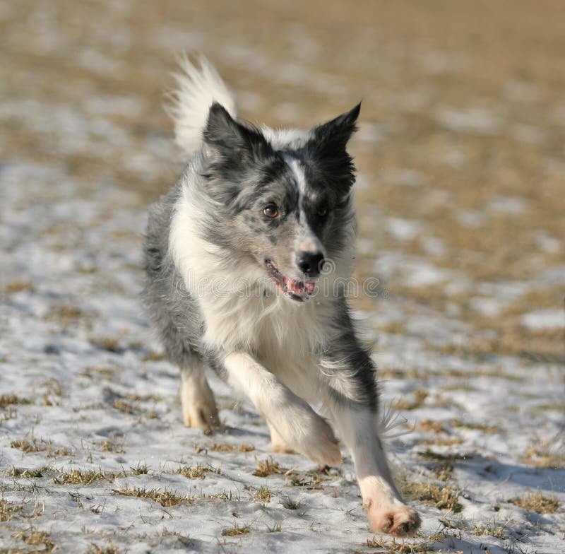 Funzionamento Del Collie Di Bordo Fotografia Stock - Immagine di ...