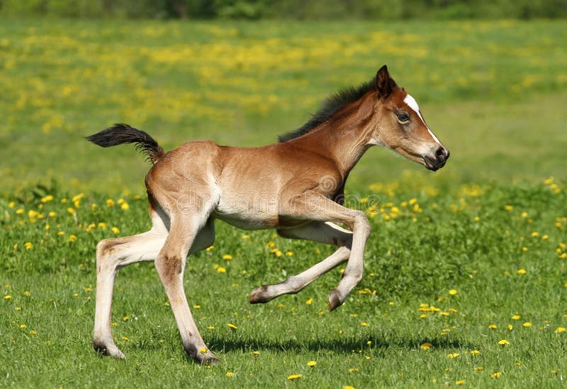 Cavalla E Puledro Dopo La Nascita Fotografia Stock - Immagine di ...