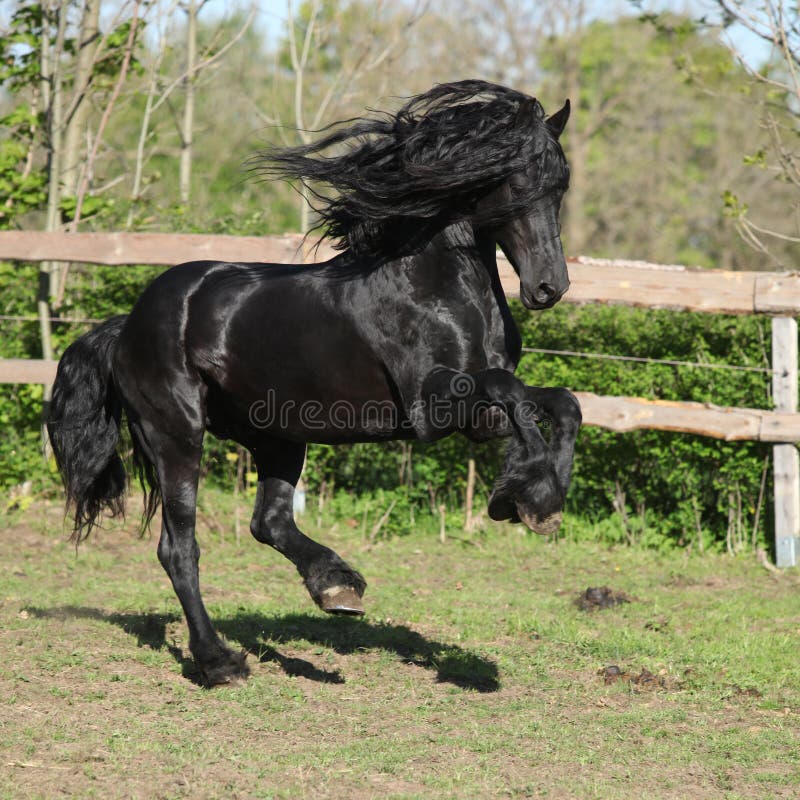 Stallone Frisone Al Galoppo Fotografia Stock - Immagine di ...