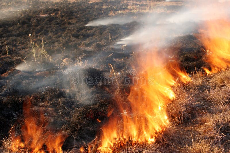 Fuoco fotografia stock. Immagine di fiamma, campo, erba - 261174