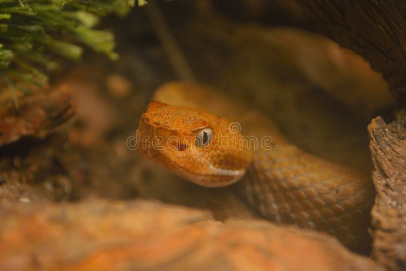 Fuoco Basso Tan Viper Snake Ready Arancio Da Colpire Immagine Stock ...
