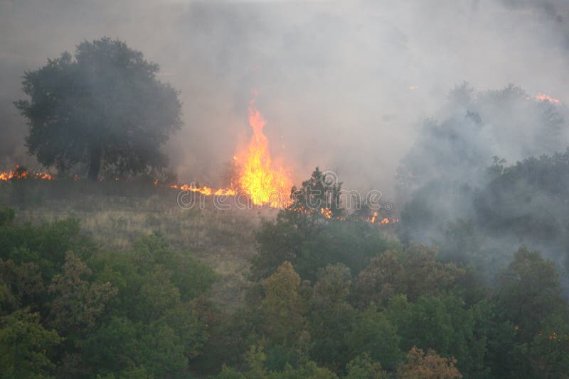 Incendio Nella Foresta Di Incendio Boschivo Fotografia Editoriale ...