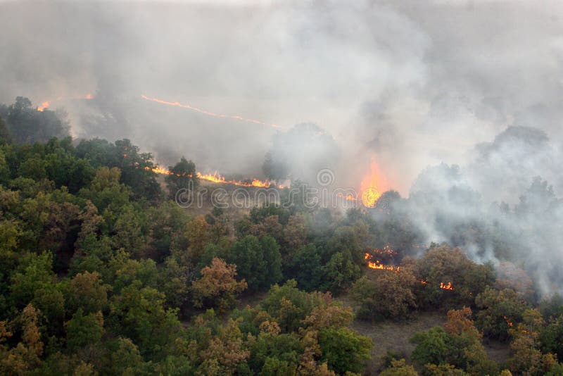 Fuoco Nella Foresta Dell'incendio Violento Fotografia Editoriale ...