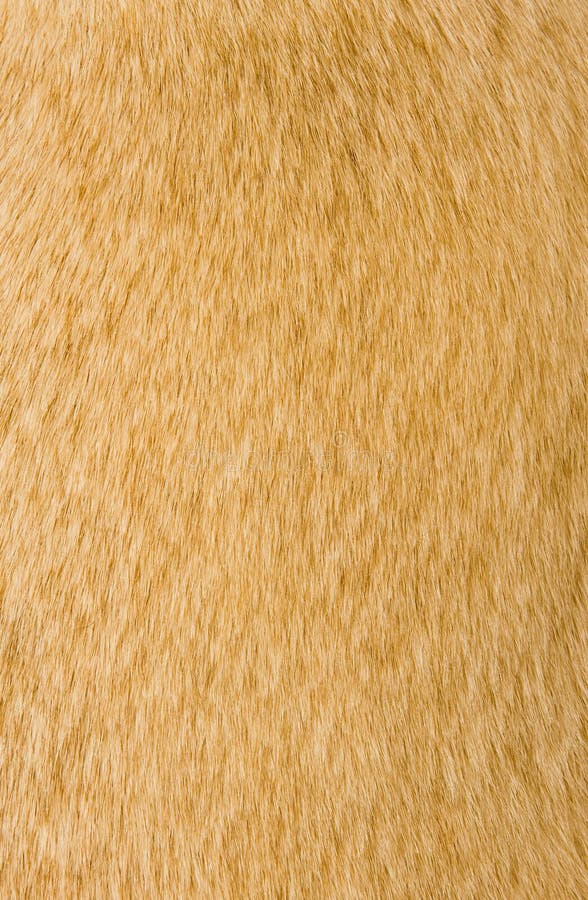 The fur stock image. Image of view, beautiful, yellow - 10361223