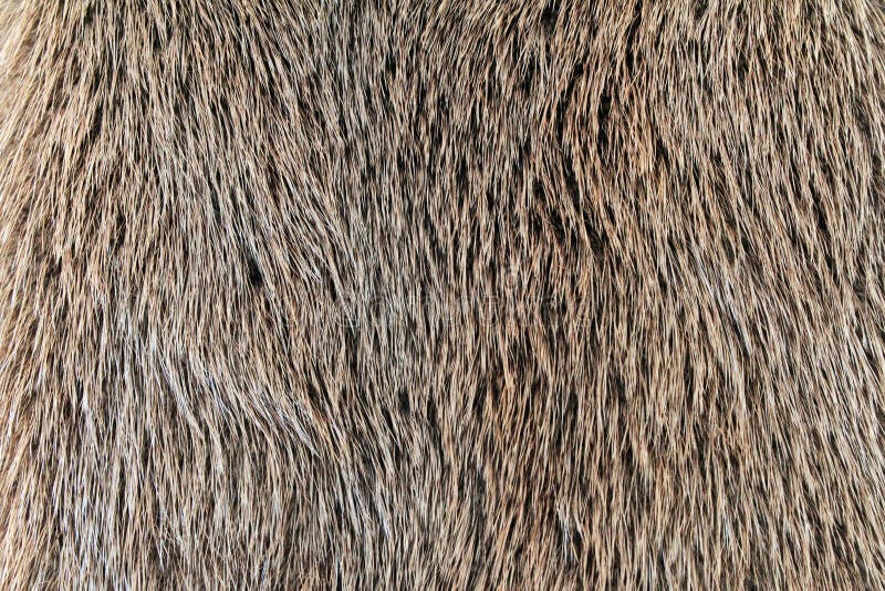 Fur stock photo. Image of brown, animal, skin, short - 28128278