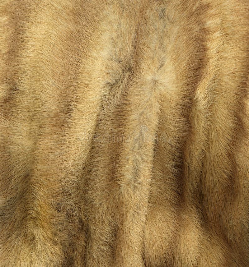Fur stock photo. Image of mixed, background, animal, winter - 233856