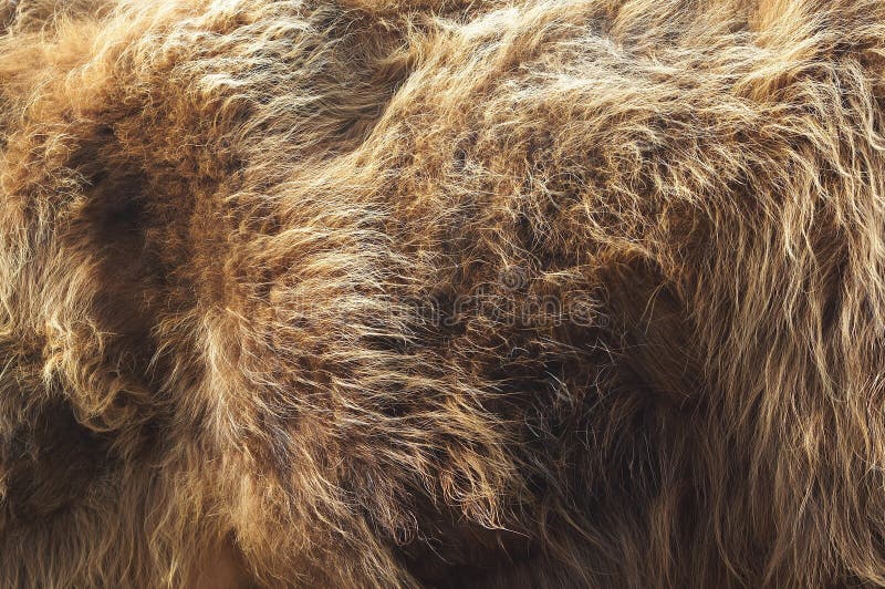 Fur stock image. Image of eating, nature, highlander, wildlife - 722427