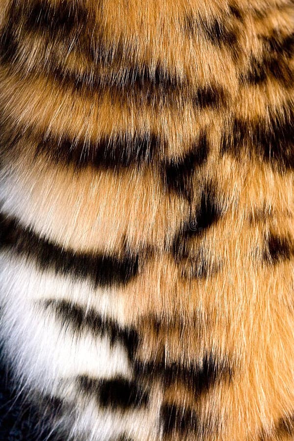 Fur stock photo. Image of clothing, pattern, brown, furry - 7962064