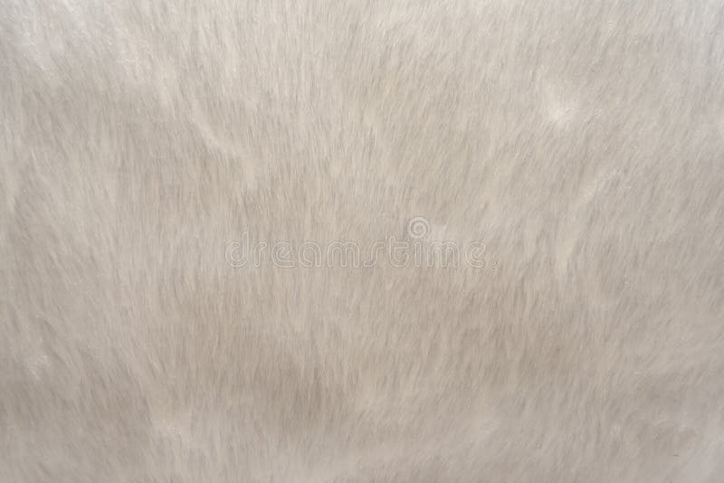 Artificial Fur. Background of a Piece of Fur in Light Gray Color Close ...