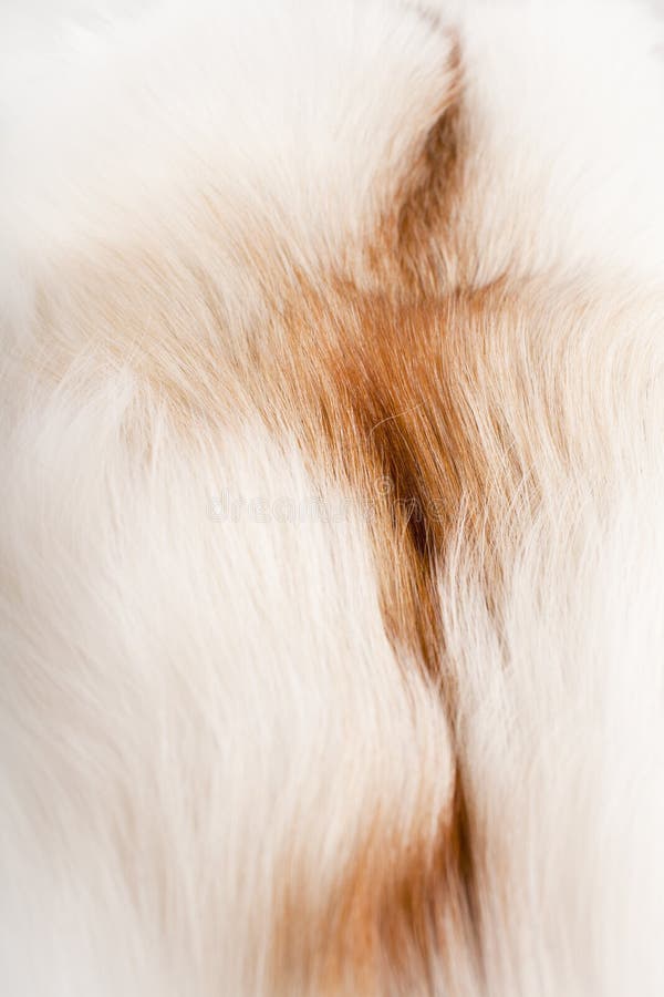 Fur background stock image. Image of wall, blur, simple - 23274715