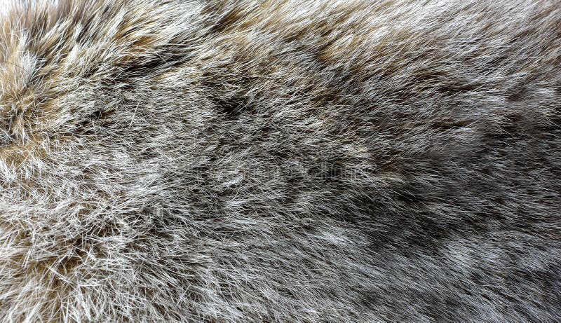 Sophisticated Hairy Brunette Girl Stock Photos - Free & Royalty-Free ...