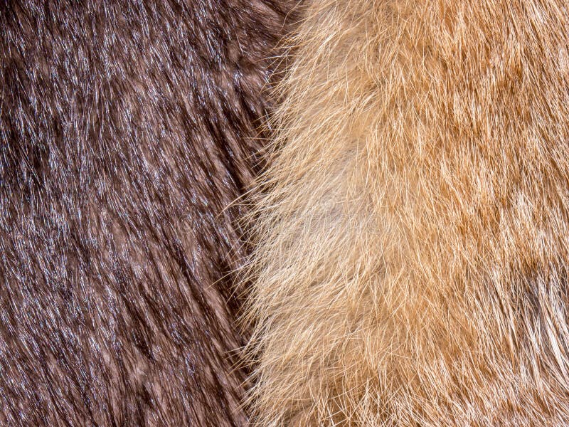 242 Beaver Fur Texture Stock Photos - Free & Royalty-Free Stock Photos ...