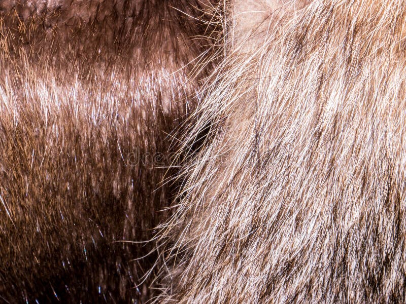 257 Beaver Fur Texture Photos - Free & Royalty-Free Stock Photos from ...