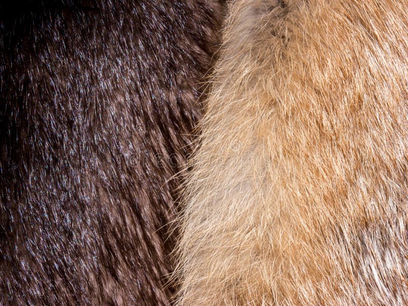 240 Beaver Fur Texture Stock Photos - Free & Royalty-Free Stock Photos ...