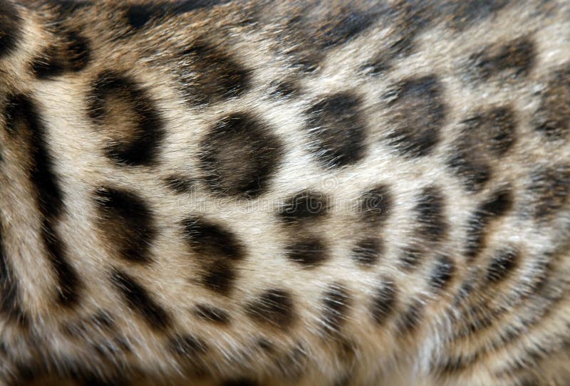 Fur Bengal cat stock image. Image of predator, animal - 76512957