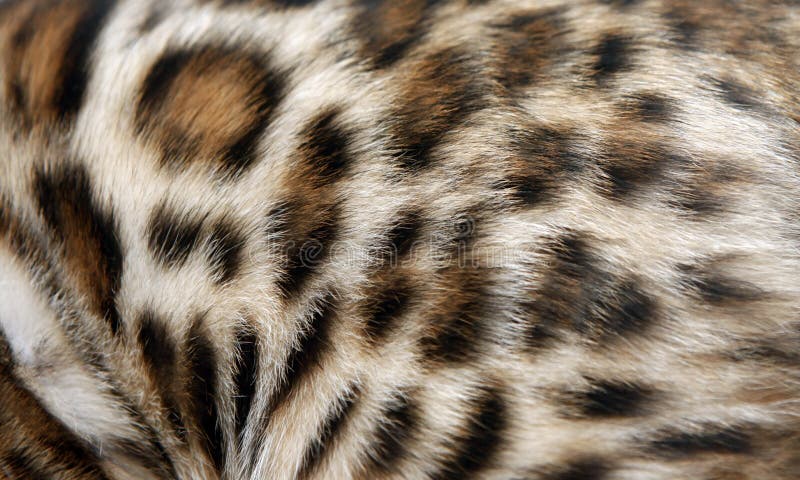 Fur Bengal cat stock image. Image of color, abstract - 74684813