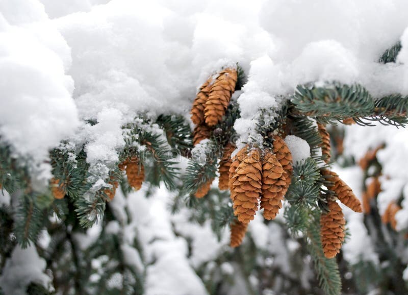 Fallout Day Wallpaper 2025 Stock Photos - Free & Royalty-Free Stock ...