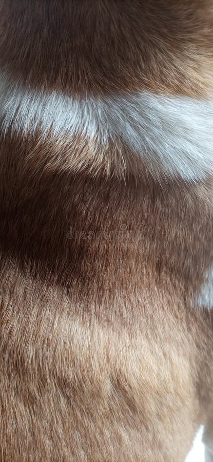 Fur of a Brown White Dog Puspin Stock Photo - Image of face, hairstyle ...