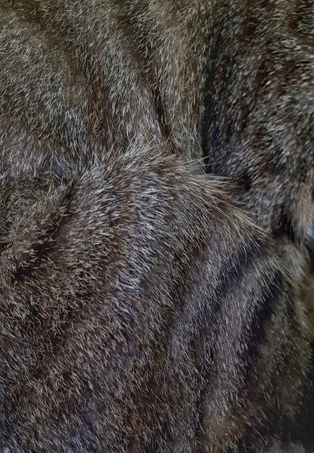 Fur of Calico Cat, the Nice Texture Soft Stock Image - Image of organ ...