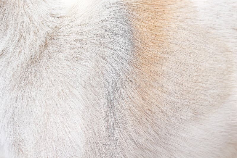 Fur Cat Short Soft Smooth Texture White and Brown Patterns on ...