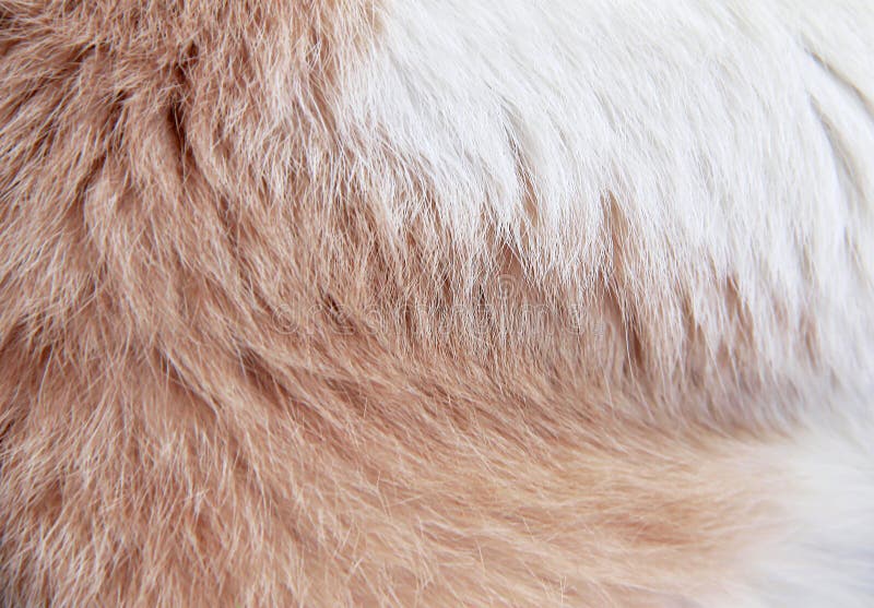 Fur Cat Skin Patterns Abstract , White and Brown Animal Texture ...