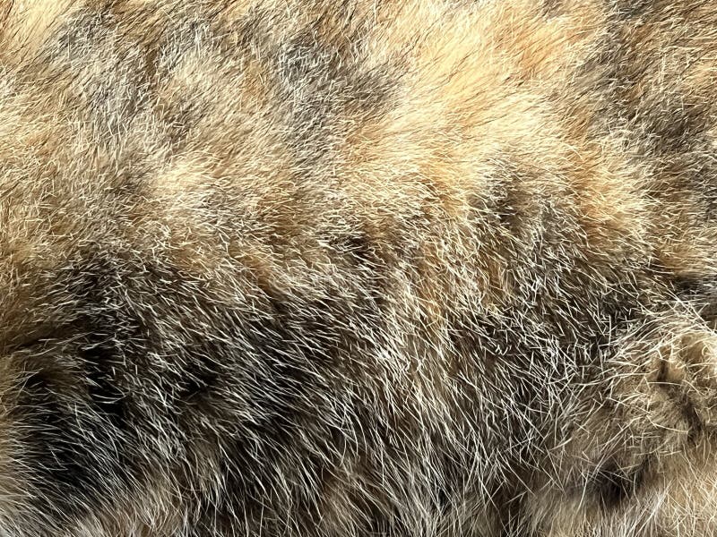 Fur cat texture stock photo. Image of beautiful, natural - 253697382