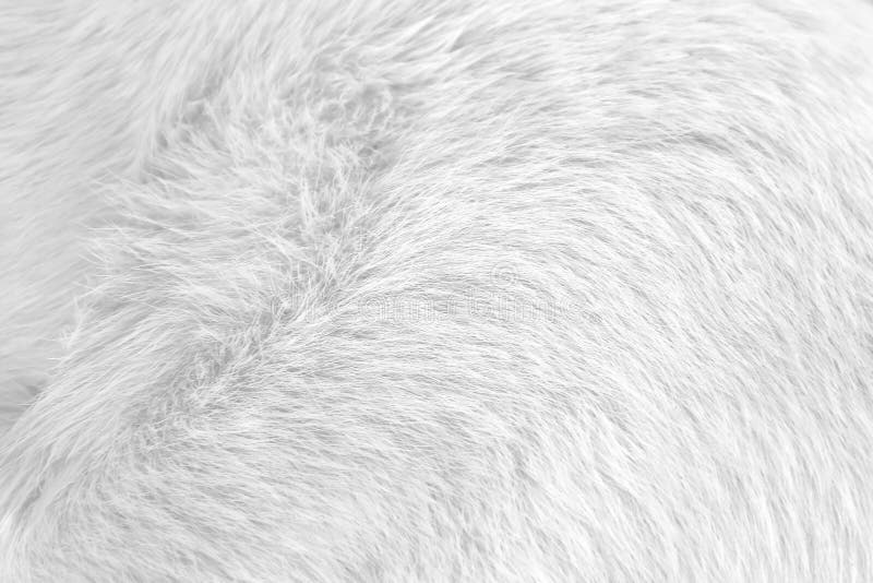 Fur Cat White Texture Grey Patterns Natural Background Stock Photo ...