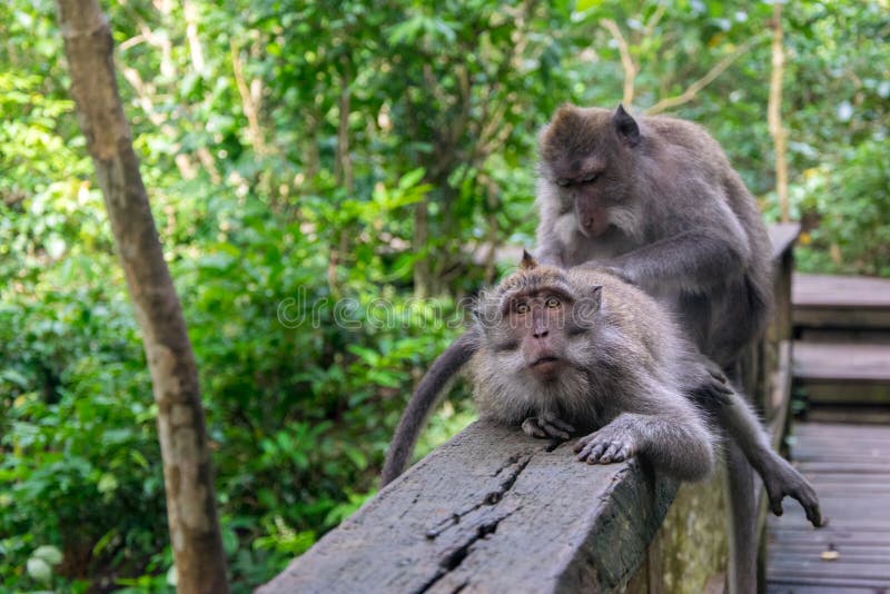 2 monkeys cleaning stock image. Image of pair, habitat - 134126139