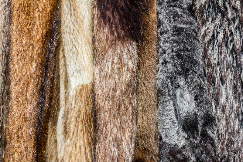 Animal fur coats stock image. Image of expensive, fashion - 15200205