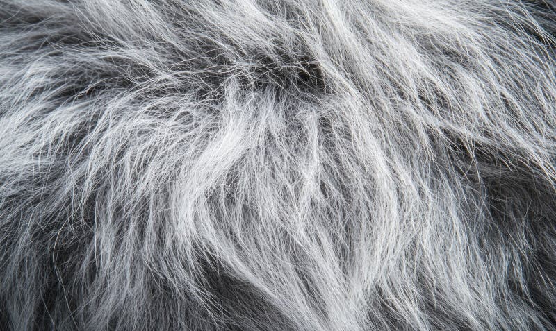 The Fur of a Dog is Shown in a Close Up Stock Photo - Image of black ...