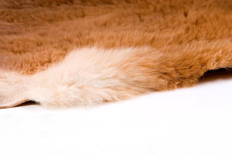 Fur edge stock photo. Image of soft, fleece, rodent, common - 434282