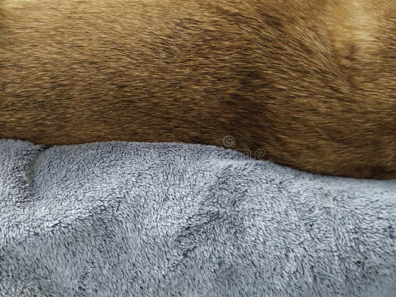 Fur and fleece stock photo. Image of cuddling, fleec - 217290326