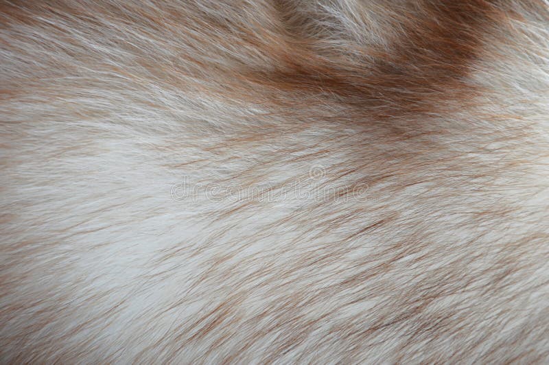 The Fur of a Fox. the Texture of the Animal`s Fur. Background for the ...