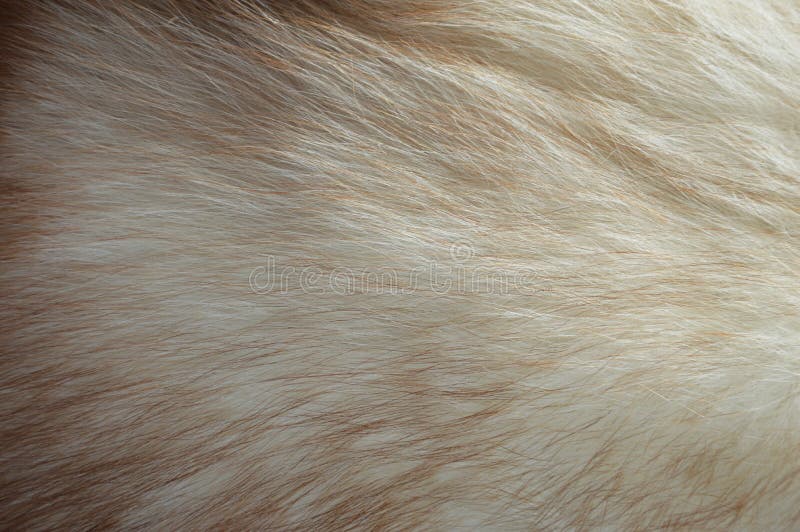The Fur of a Fox. the Texture of the Animal`s Fur. Background for the ...