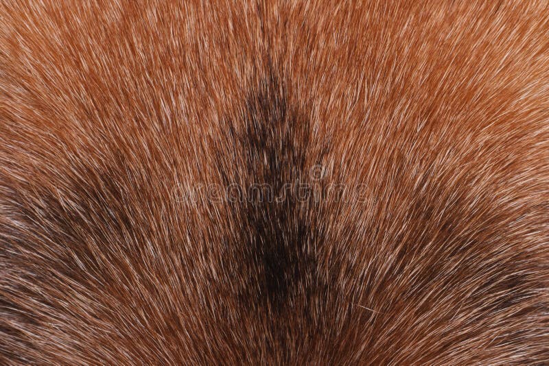 Fur German Shepherd Dog Closeup. Texture Stock Image - Image of ...