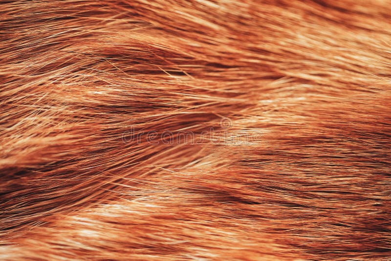 Fur of a Ginger Red Cat Texture Stock Image - Image of domestic, kitten ...