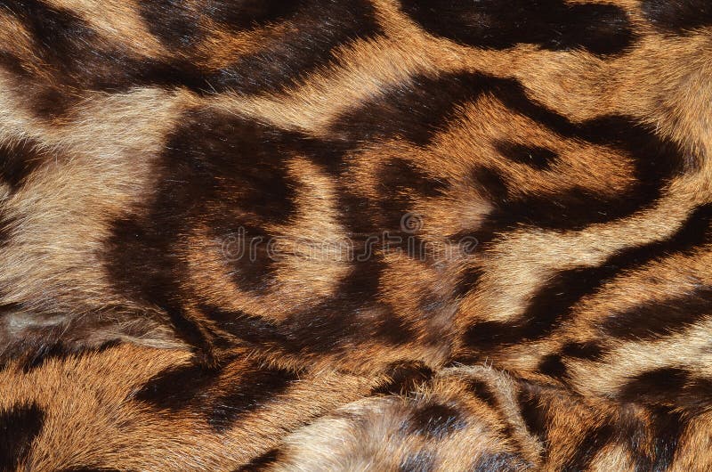 Fur of leopard stock photo. Image of jungle, amazonia - 51448750