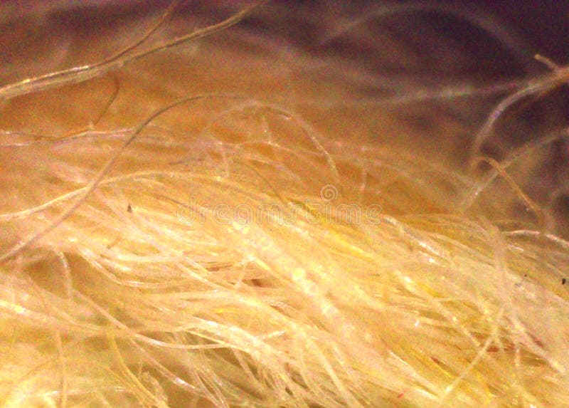 Fur, Natural Hair Background, Texture. Image Under the Microscope ...