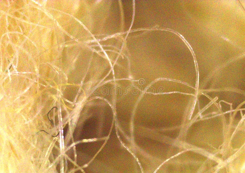 Fur, Natural Hair Background, Texture. Image Under the Microscope ...