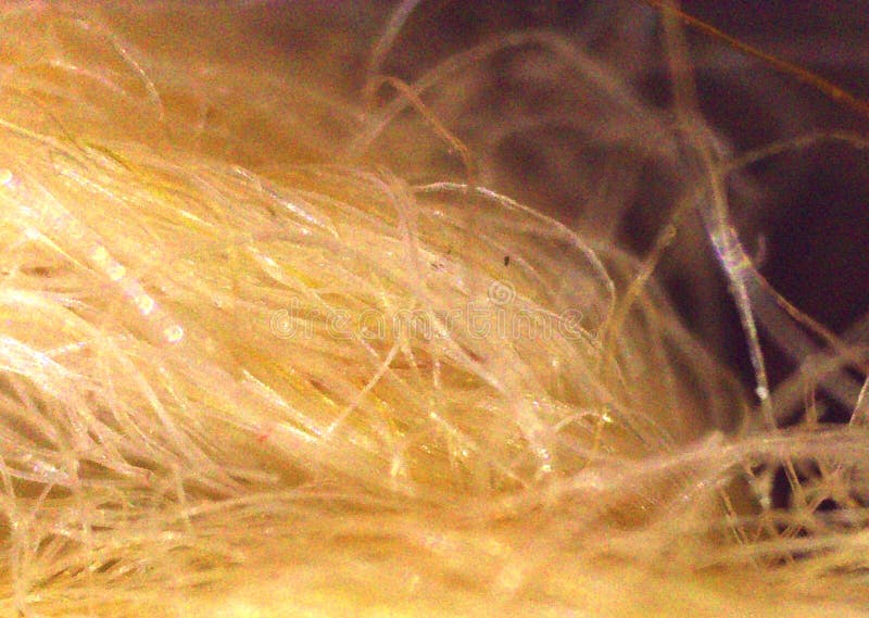 Fur, Natural Hair Background, Texture. Image Under the Microscope ...