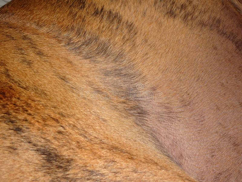 Fur pattern of boxer dog stock image. Image of pattern - 85880773