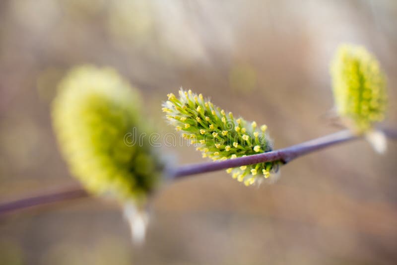 Fur plants in spring bloom stock image. Image of pussywillow - 177639929