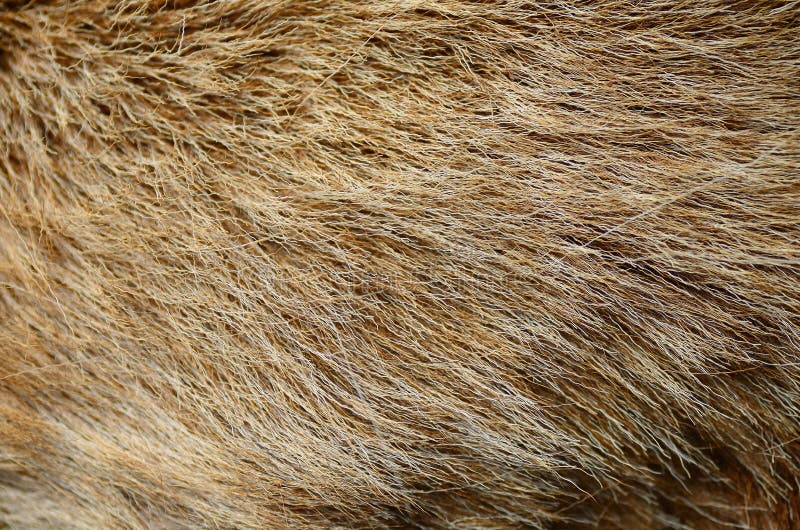 Fur of rabbit stock image. Image of animal, mixed, winter - 33236099