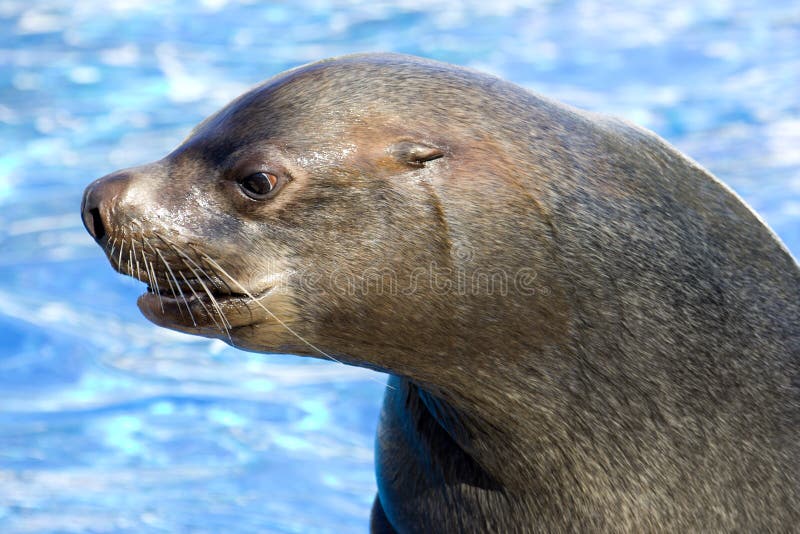 Fur seal 5 stock image. Image of fang, seal, water, nice - 3429627