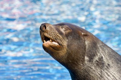 Fur seal 5 stock image. Image of fang, seal, water, nice - 3429627