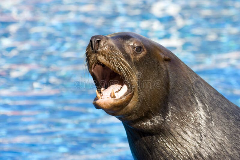 Fur seal 5 stock image. Image of fang, seal, water, nice - 3429627