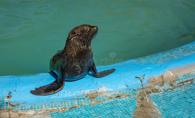 Fur seal in the pool stock image. Image of beautiful - 156483667
