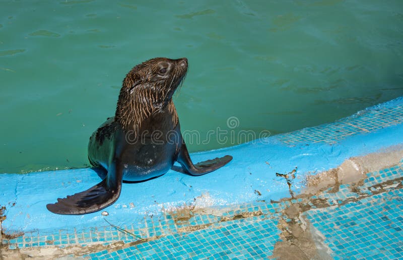Fur seal in the pool stock photo. Image of pool, seal - 156483684